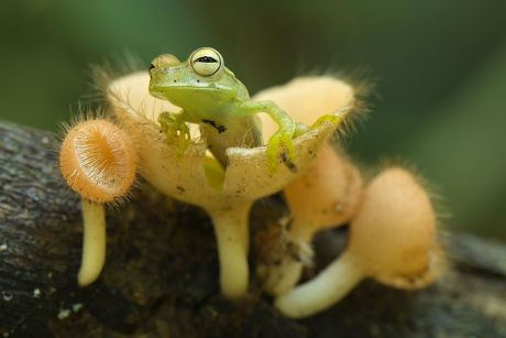 43 Suction cup Stock Pictures, Editorial Images and Stock Photos ...