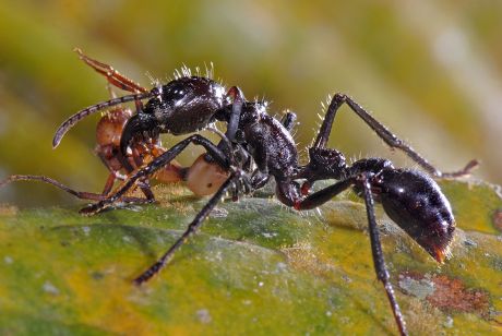 Heavy Fight Between Army Ant Soldier Editorial Stock Photo - Stock ...