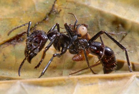 26 Ant army Stock Pictures, Editorial Images and Stock Photos ...