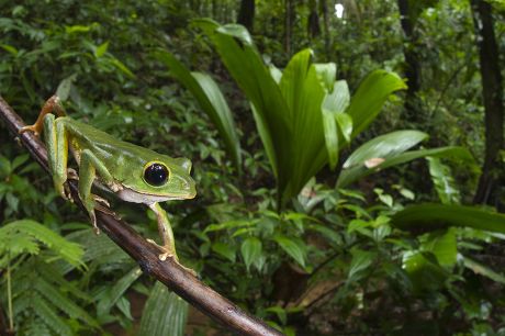 Phyllomedusa Camba Rather New Species Monkey Editorial Stock Photo ...