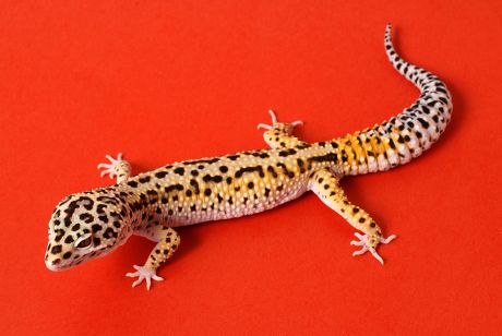 Leopard Gecko Eublepharis Macularius High Yellow Editorial Stock Photo ...