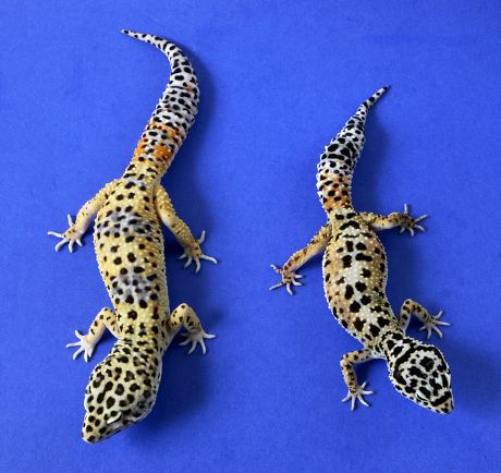 Two Leopard Geckos Eublepharis Macularius Different Editorial Stock ...