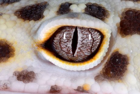 Close Leopard Gecko Eye Editorial Stock Photo - Stock Image | Shutterstock