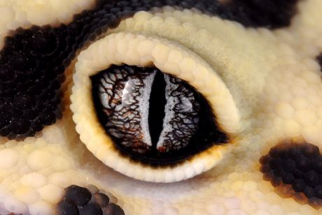 Close Leopard Gecko Eye Editorial Stock Photo - Stock Image | Shutterstock