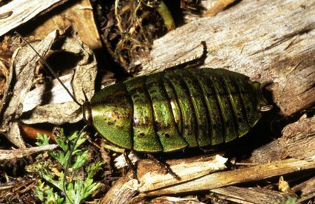 Green Mountain Cockroach Often Seen Around Editorial Stock Photo ...