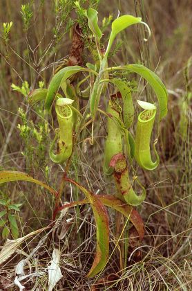 3 Common swamp pitcher plant Stock Pictures, Editorial Images and Stock ...