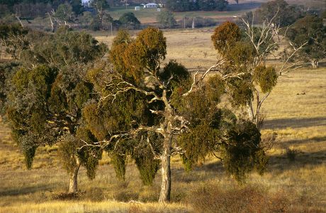 27 Dry fruit trees Stock Pictures, Editorial Images and Stock Photos ...
