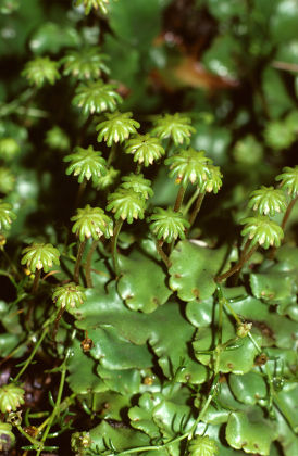 Liverwort Thallose Liverwort Showing Structures That Editorial Stock ...