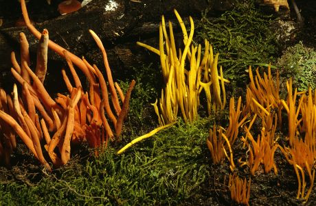 Yellow Spindle Coral Mushroom Australia Editorial Stock Photo - Stock ...