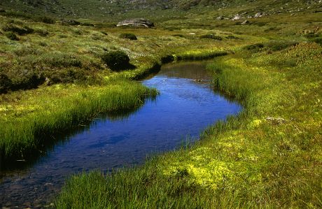 Sphagnum Bog Stream Alpine Habitat Kosciuszko Editorial Stock Photo ...