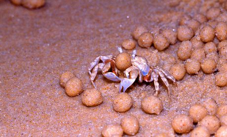Sand Bubbler Crab Sand Pellets Created Editorial Stock Photo - Stock ...