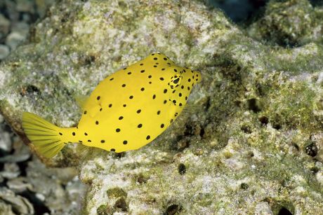 3 Black spotted boxfish Stock Pictures, Editorial Images and Stock ...