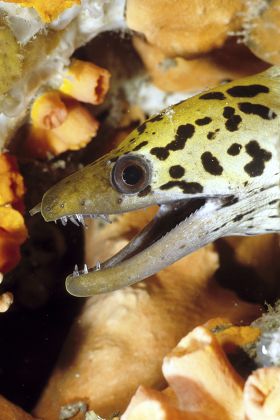 10 Anguilliformes Stock Pictures, Editorial Images and Stock Photos ...