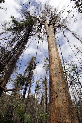 Rainforest Destroyed By Cyclone Tam O Editorial Stock Photo - Stock ...