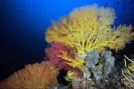 Sea Fans Solomon Islands Editorial Stock Photo - Stock Image | Shutterstock