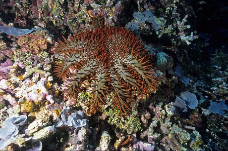 5 Spinulosida Stock Pictures, Editorial Images and Stock Photos ...
