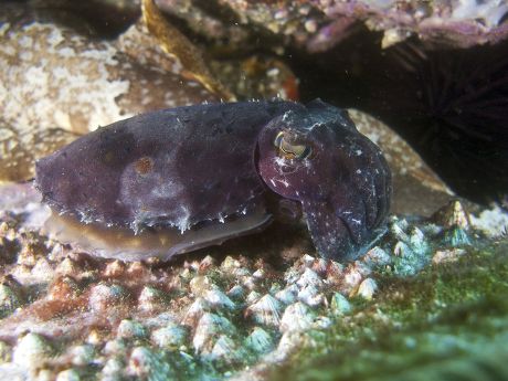 Red Cuttlefish Small Cuttlefishto 14 Cm Editorial Stock Photo - Stock ...