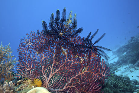 Feather Star On Sea Fan Wheeler Editorial Stock Photo - Stock Image ...