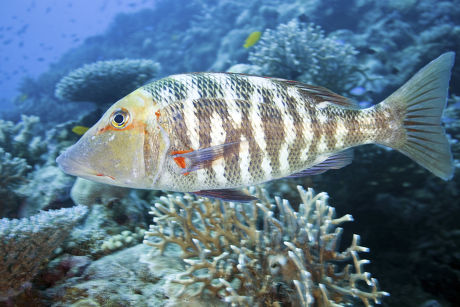 Trumpet Emperor Reef Wheeler Reef Great Editorial Stock Photo - Stock ...