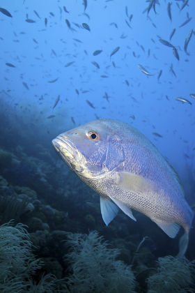 Largemouthed Nannygai On Artificial Reef Created Editorial Stock Photo ...