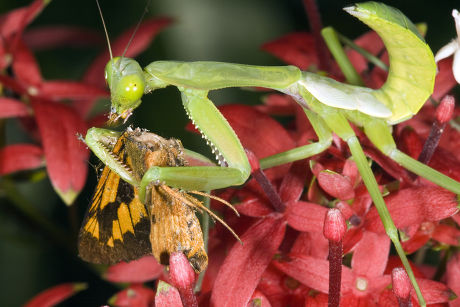 Praying Mantis Butterfly Prey Licuala Lodge Editorial Stock Photo ...