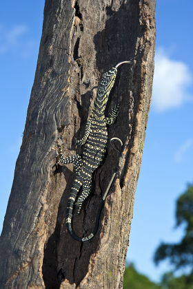 Lace Monitor Climbing Tree Forked Tongue Editorial Stock Photo - Stock ...