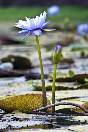 Blue Water Lily Naturalized Species Macknade Editorial Stock Photo ...