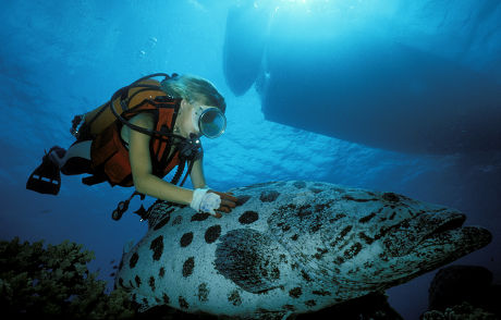 Potato Rock Cod Making Friends Diver Editorial Stock Photo - Stock ...