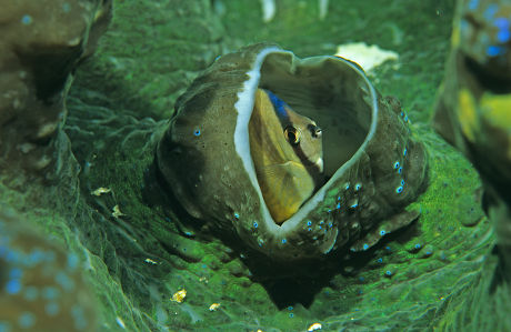 Sunburst Butterflyfish Emerging Siphon Giant Clam Editorial Stock Photo ...