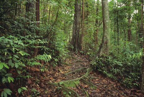 Lowland Dipterocarp Forest Bukit Timah Nature Editorial Stock Photo ...