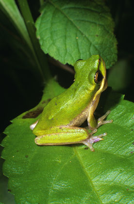 Eastern Dwarf Tree Frog Edmund Kennedy Editorial Stock Photo - Stock ...