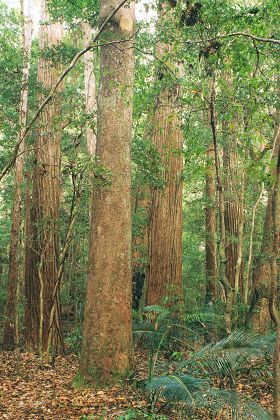 Satinay Trees Brush Boxlophostemon Conferta Andmacrozamia Editorial ...