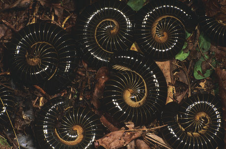 2 Chilognatha Stock Pictures, Editorial Images and Stock Photos ...