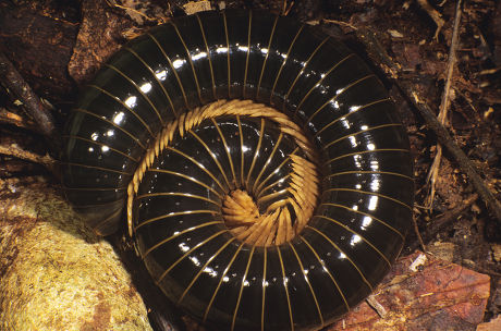 2 Chilognatha Stock Pictures, Editorial Images and Stock Photos ...