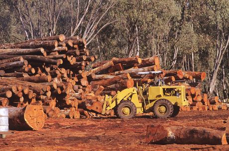 40 Large tree log Stock Pictures, Editorial Images and Stock Photos ...