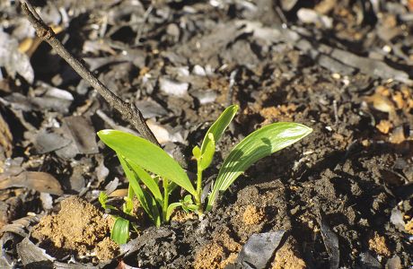 New Growth Wattles Garig Ganuk Barlu Editorial Stock Photo - Stock ...