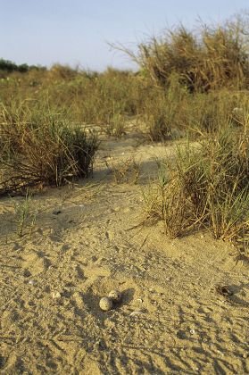 8 Garig Stock Pictures, Editorial Images and Stock Photos | Shutterstock