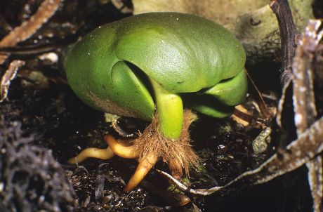 20 Avicenniaceae Stock Pictures, Editorial Images and Stock Photos ...