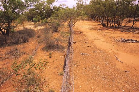 Grazed Ungrazed Semiarid Woodland Adjoining Currawinya Editorial Stock ...