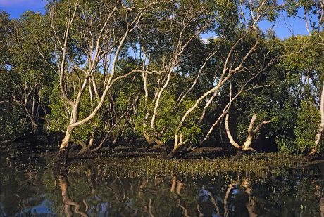 20 Avicenniaceae Stock Pictures, Editorial Images and Stock Photos ...