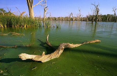 Algal Bloom Eutrophied Stagnant Floodplain Wetland Editorial Stock ...
