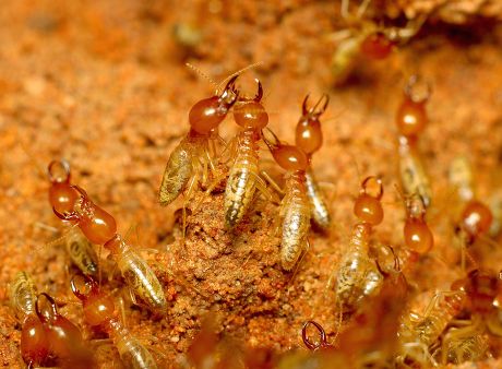 Soldier Termites Defending Their Termitarium While Editorial Stock ...
