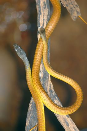 Common Green Tree Snakes Pair Tree Editorial Stock Photo - Stock Image ...