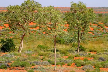 Arid Savannah Woodland Western Bloodwood Spinifex Editorial Stock Photo ...