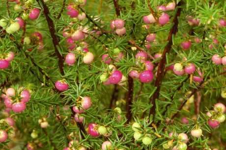 5 Epacridaceae Stock Pictures, Editorial Images and Stock Photos ...