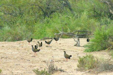 39 Bush tail Stock Pictures, Editorial Images and Stock Photos ...
