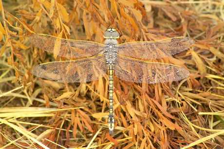 Dewcovered Dragonfly Broadmere Station Western Gulf Editorial Stock ...