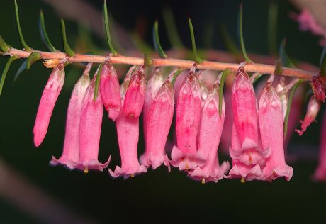 Coral Heath Found Understorey Temperate Wet Editorial Stock Photo ...
