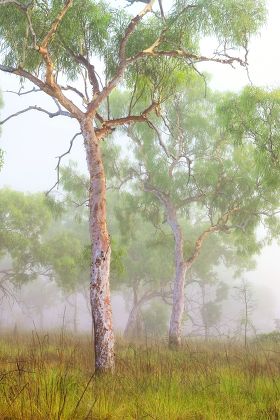Savannah Woodland Morning Mist Near Broadmere Editorial Stock Photo ...