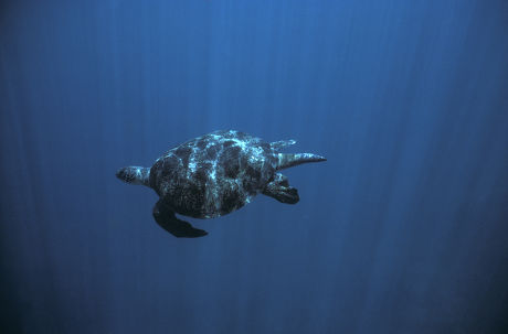 35 Male sea turtle Stock Pictures, Editorial Images and Stock Photos ...